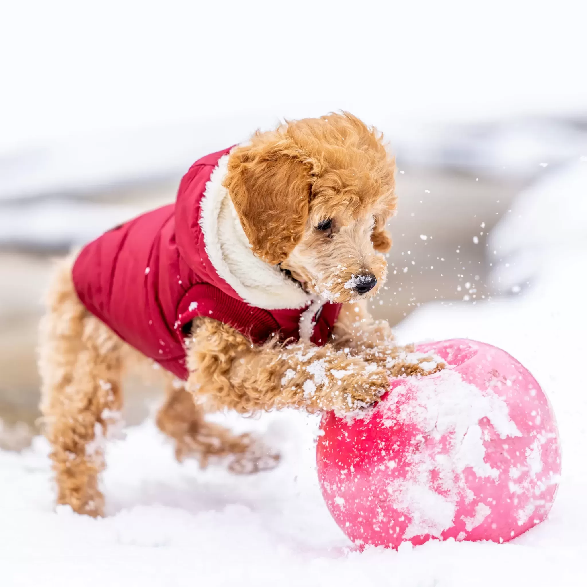 Stylish & Functional Dog Clothes For the Winter