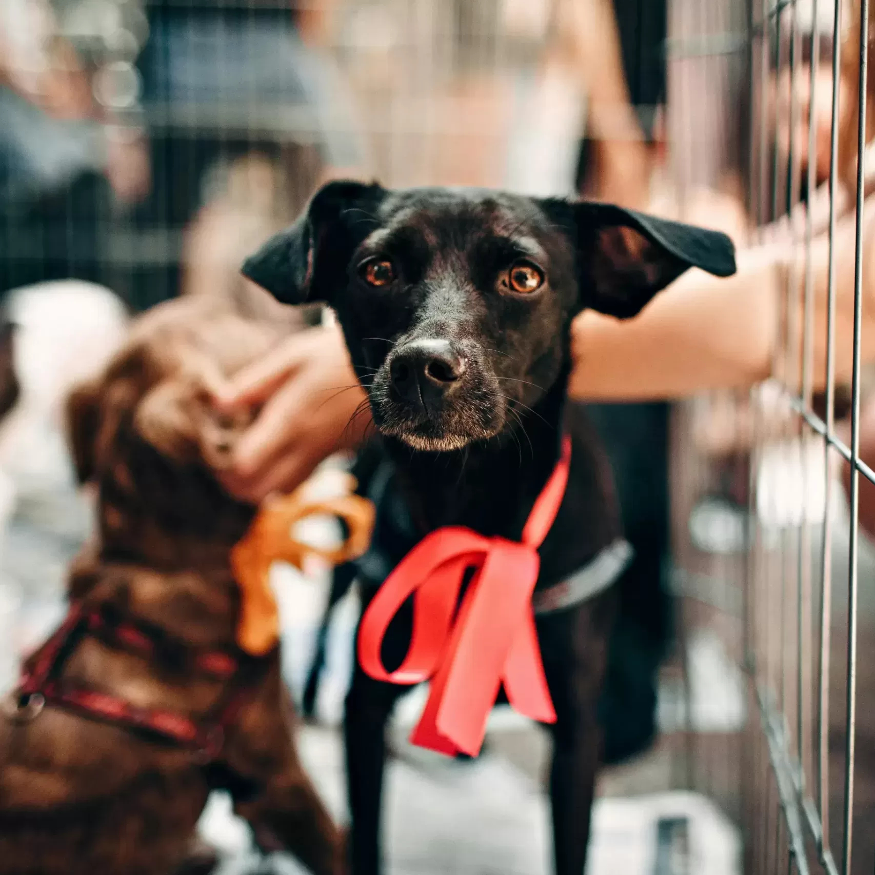 Save a Dog | The Pros & Cons of Dog Rescue